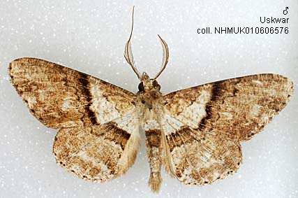 Papua Insects Foundation (Lepidoptera/Geometridae(Ennominae)/Cleora ...